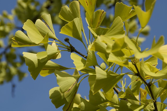 Milyen fát ültessünk a kertbe? - Moka-kert kertépítés