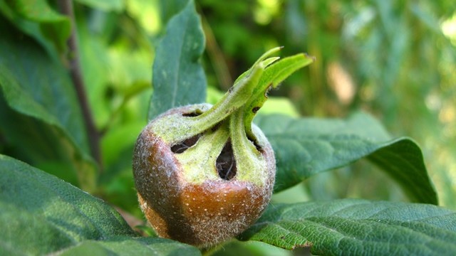 Ehető termésű bokrok - Moka-kert kertépítés